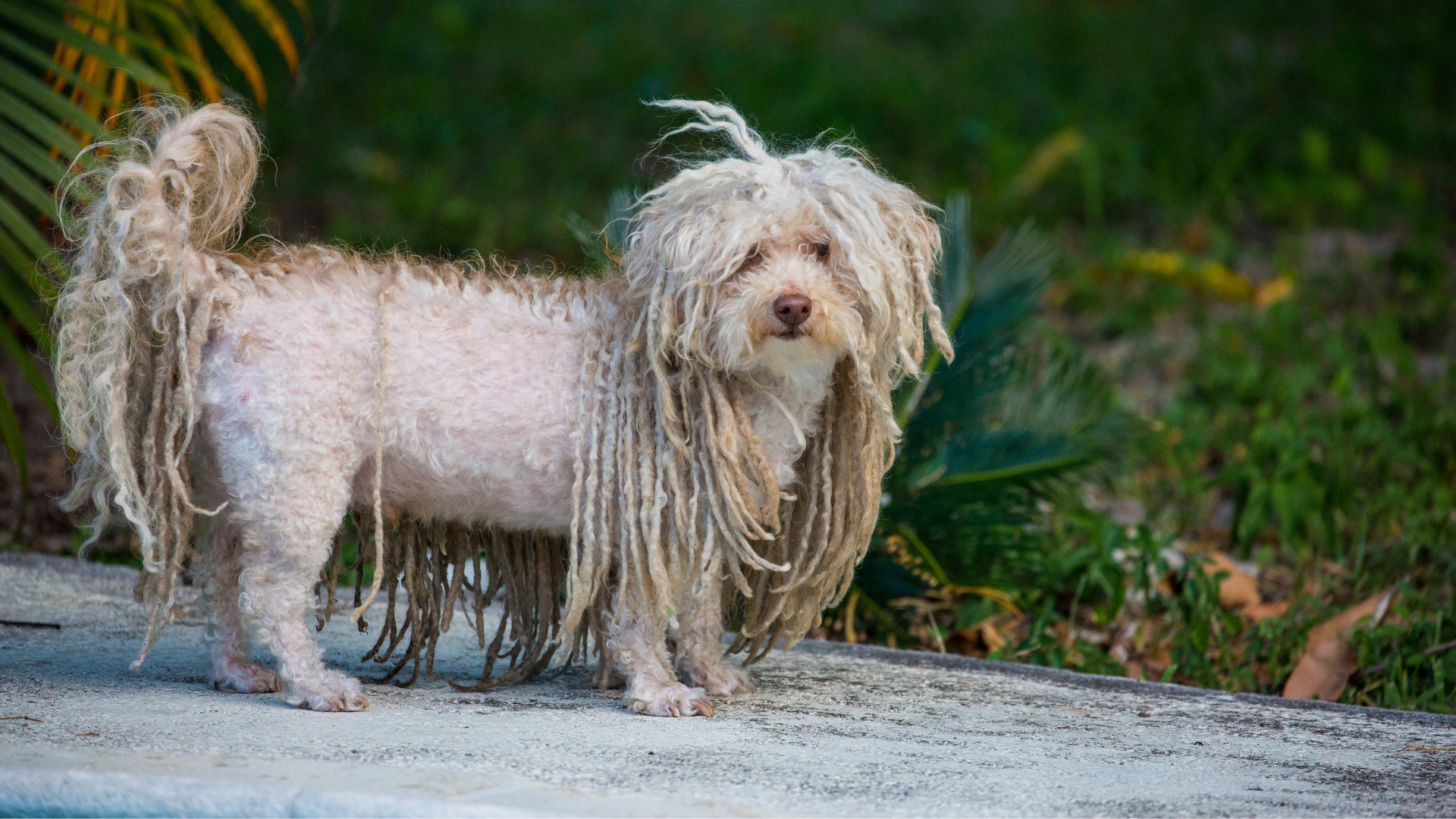 Dogs with Dreads: A Complete Guide to Dreadlocked Dog Breeds