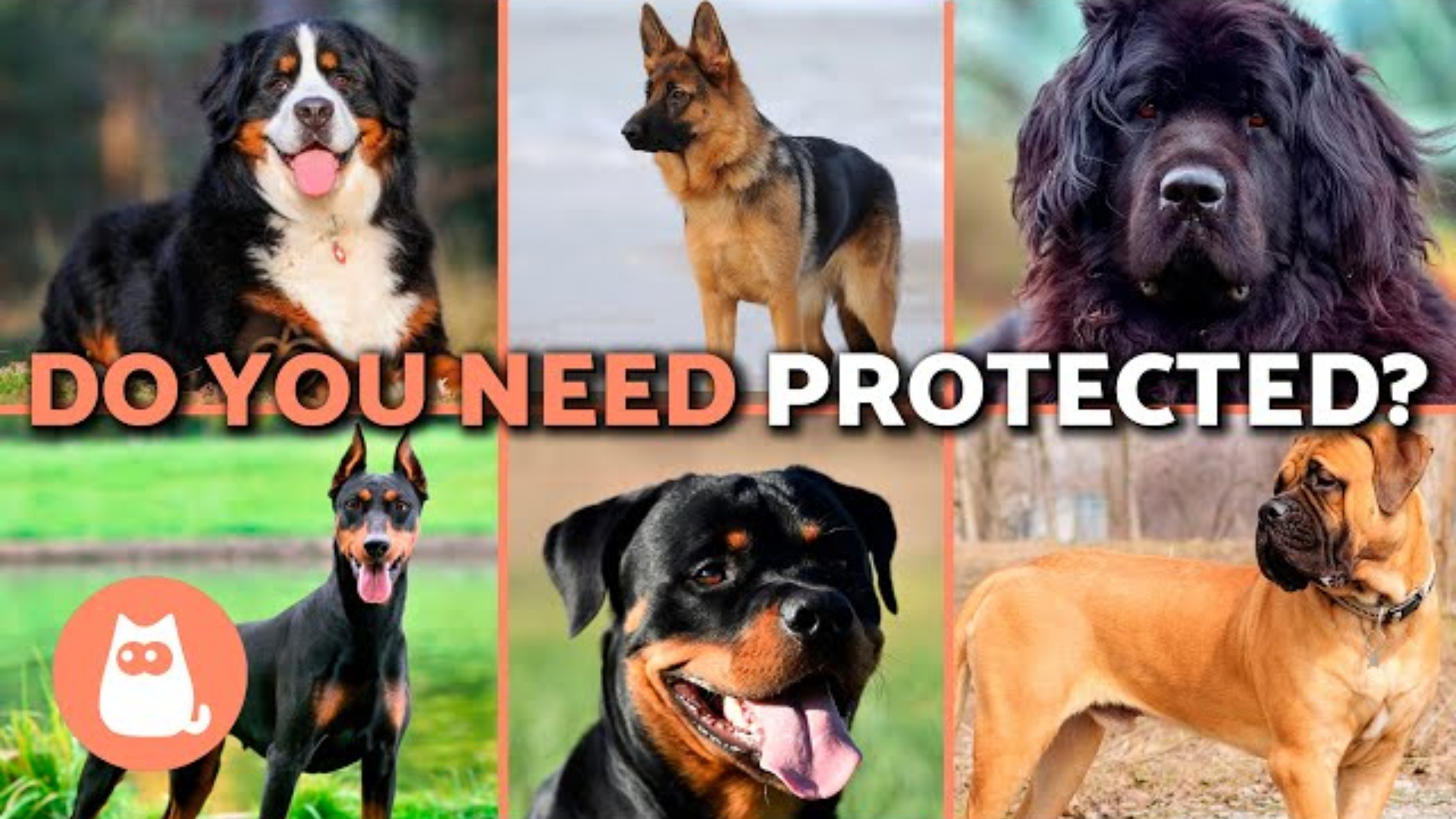 Top 10 Guard Dogs to Protect Children and the Home