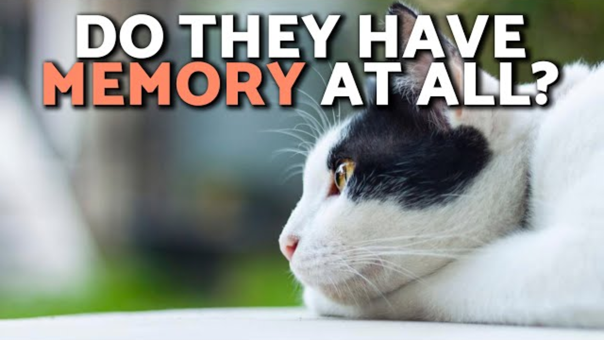 How Good Is a Cat's Memory?