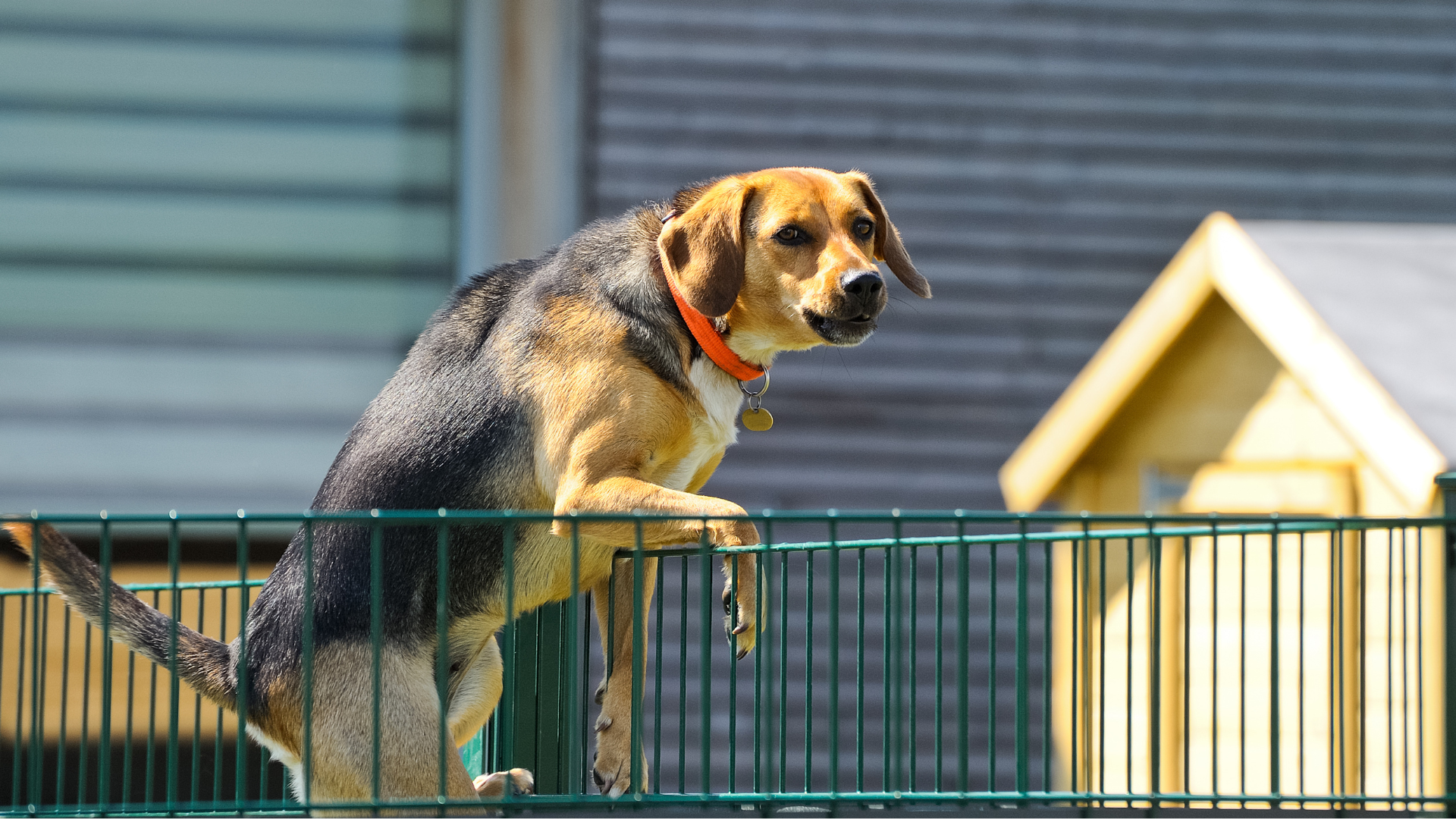 How to Build a Sustainable Dog Run in Your Backyard