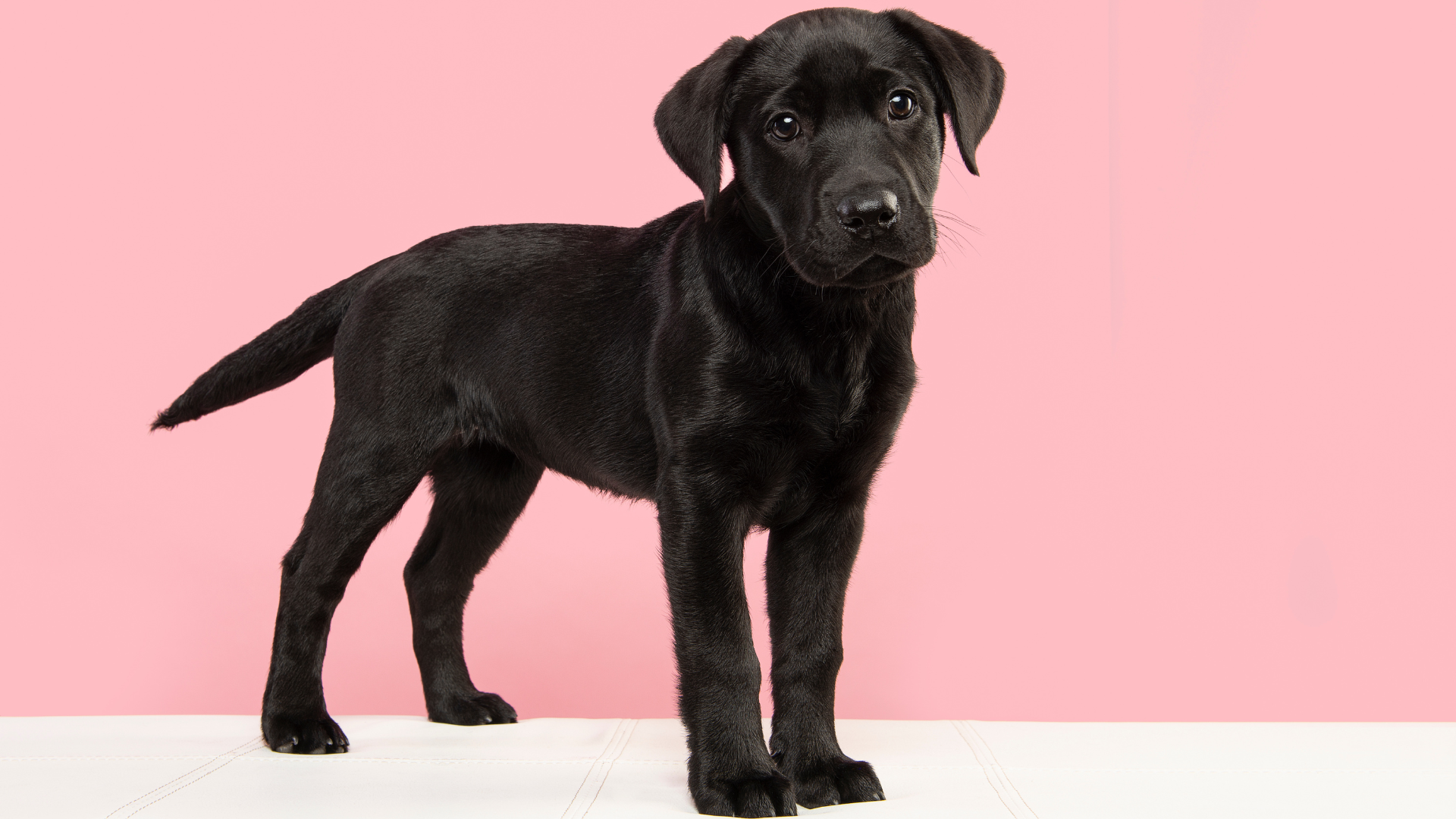 How to Survive the First 24 Hours With a New Puppy