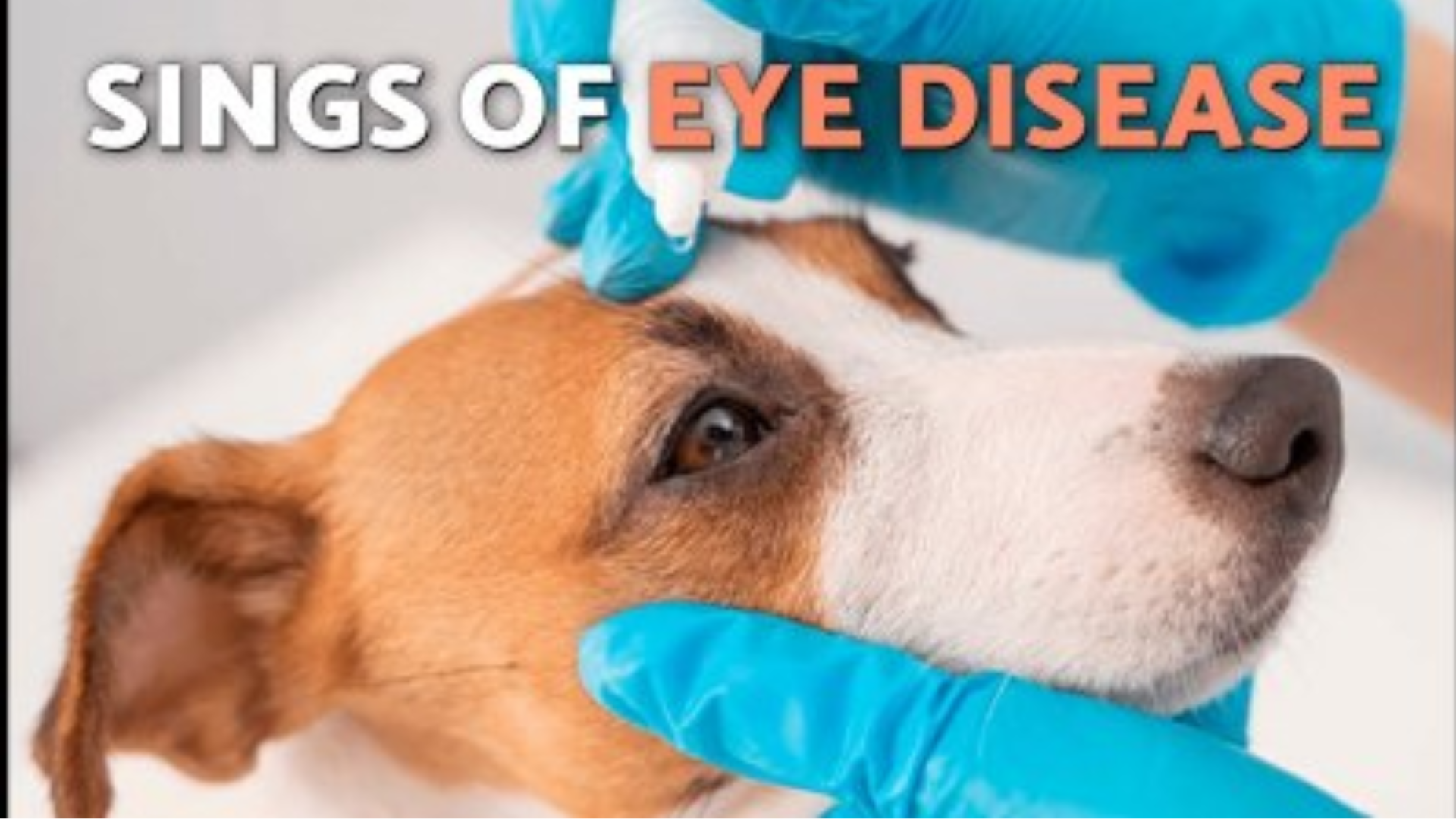 5 Signs of Eye Problems in Dogs and Cats