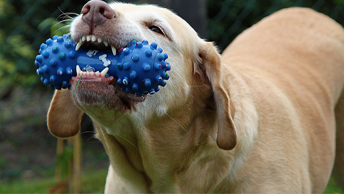 How to Organize a Community Dog Toy Swap