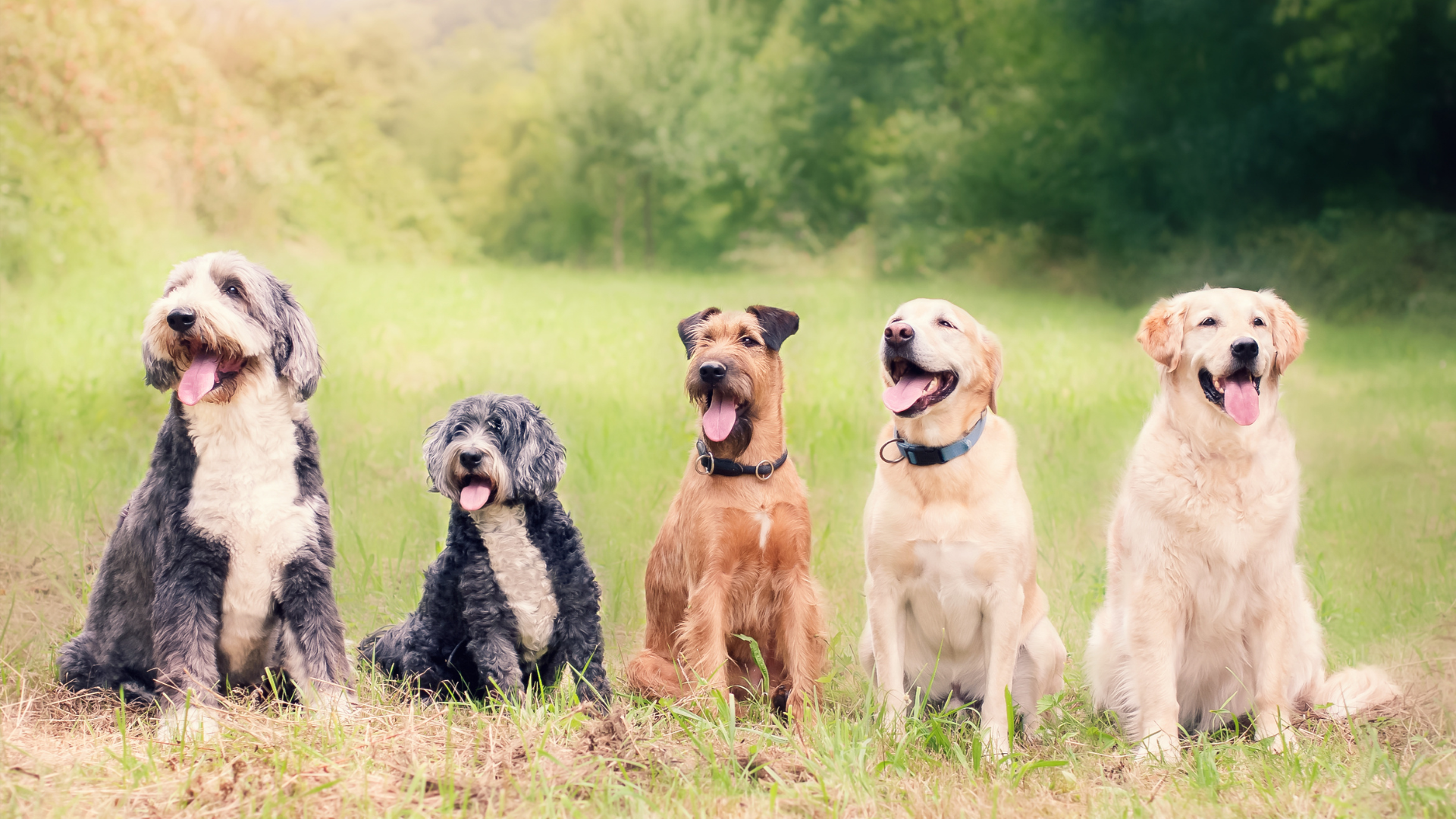 The Importance of Socialization for Puppies
