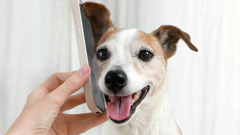 This Dog is Terrified of an iPhone Notification Sound