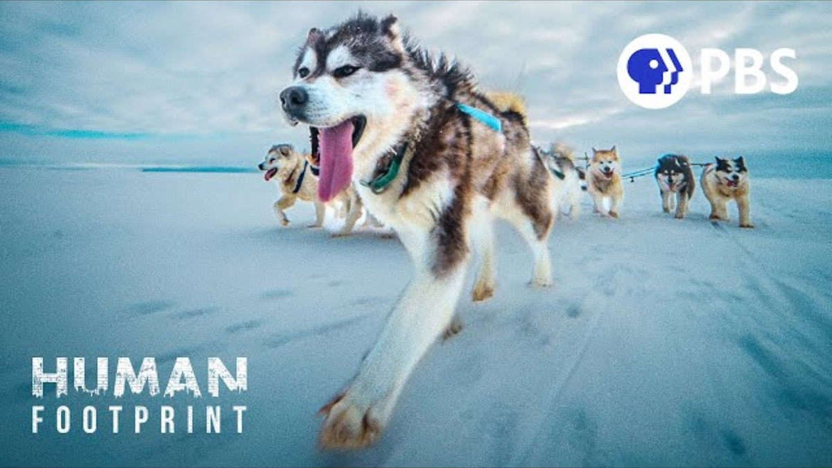 Sled Dogs and the Arctic: The Ancient Partnership That Still Saves Liv