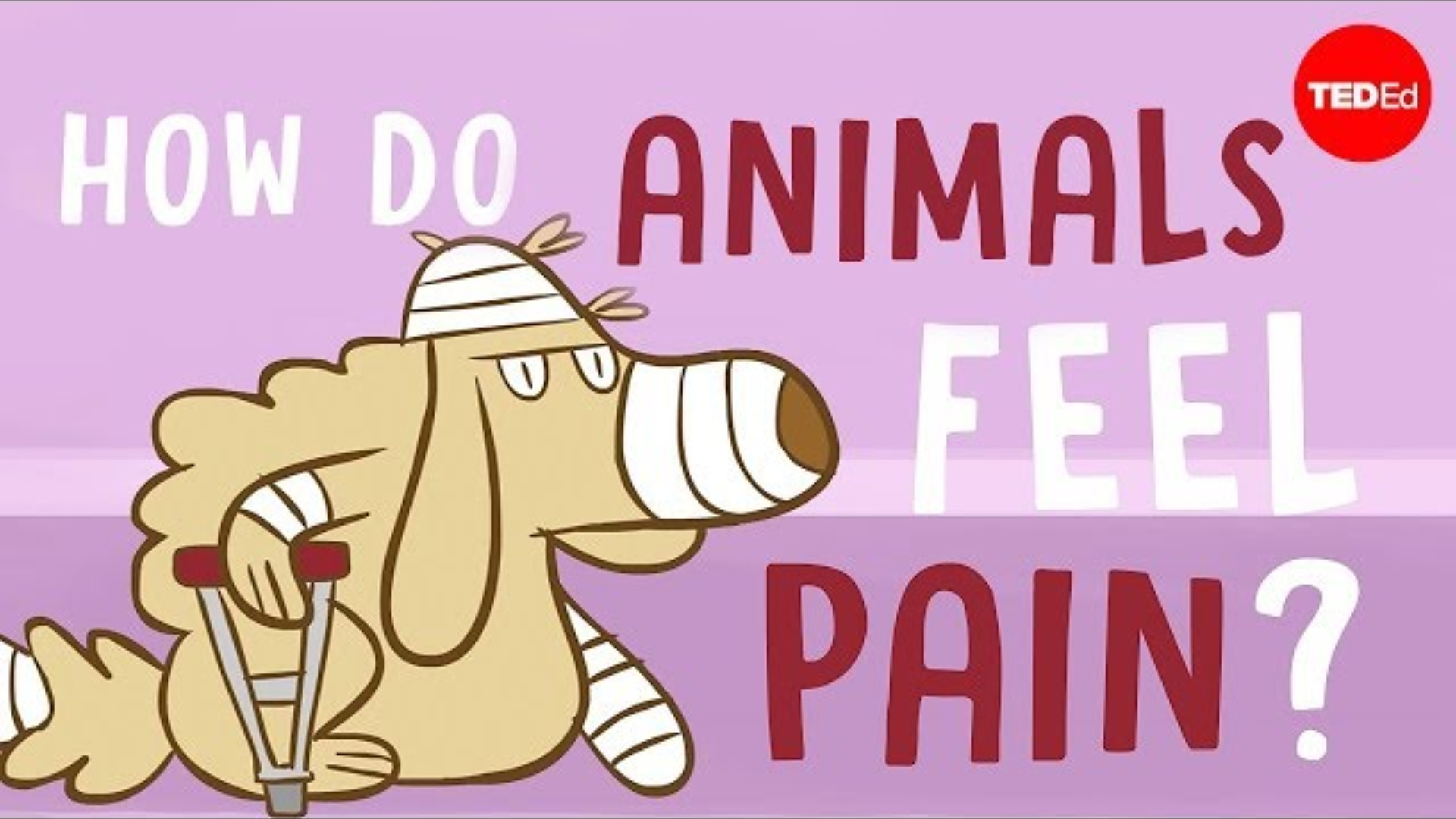 How Do Animals Experience Pain?