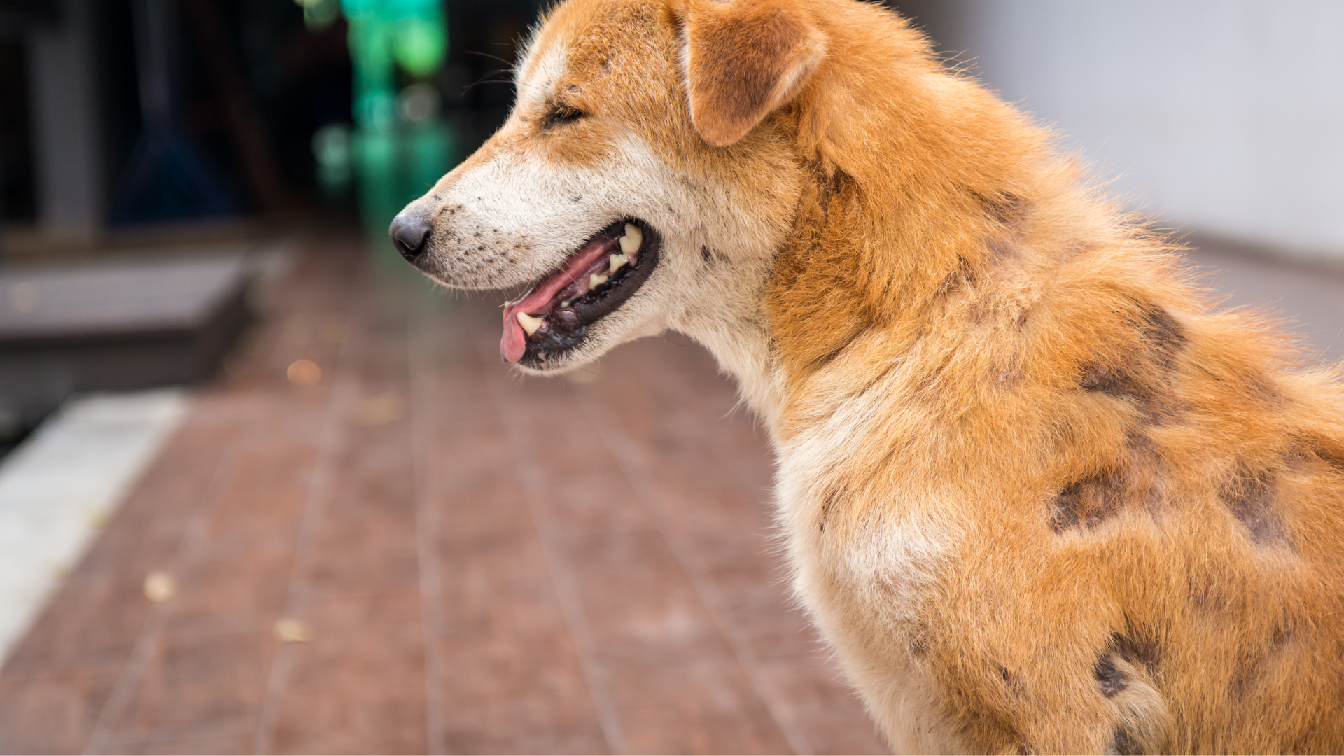 Pyoderma in Dogs: A Comprehensive Guide to Understanding and Managing