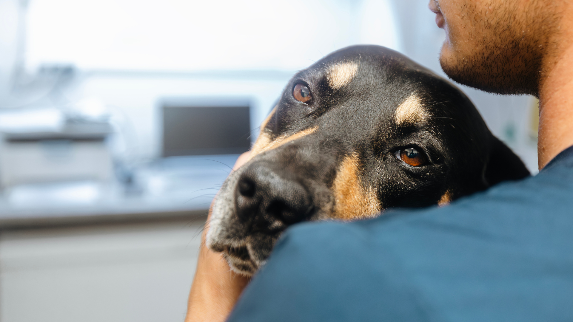 My Dog Spewing Yellow: What It Means, Causes, and How to Help