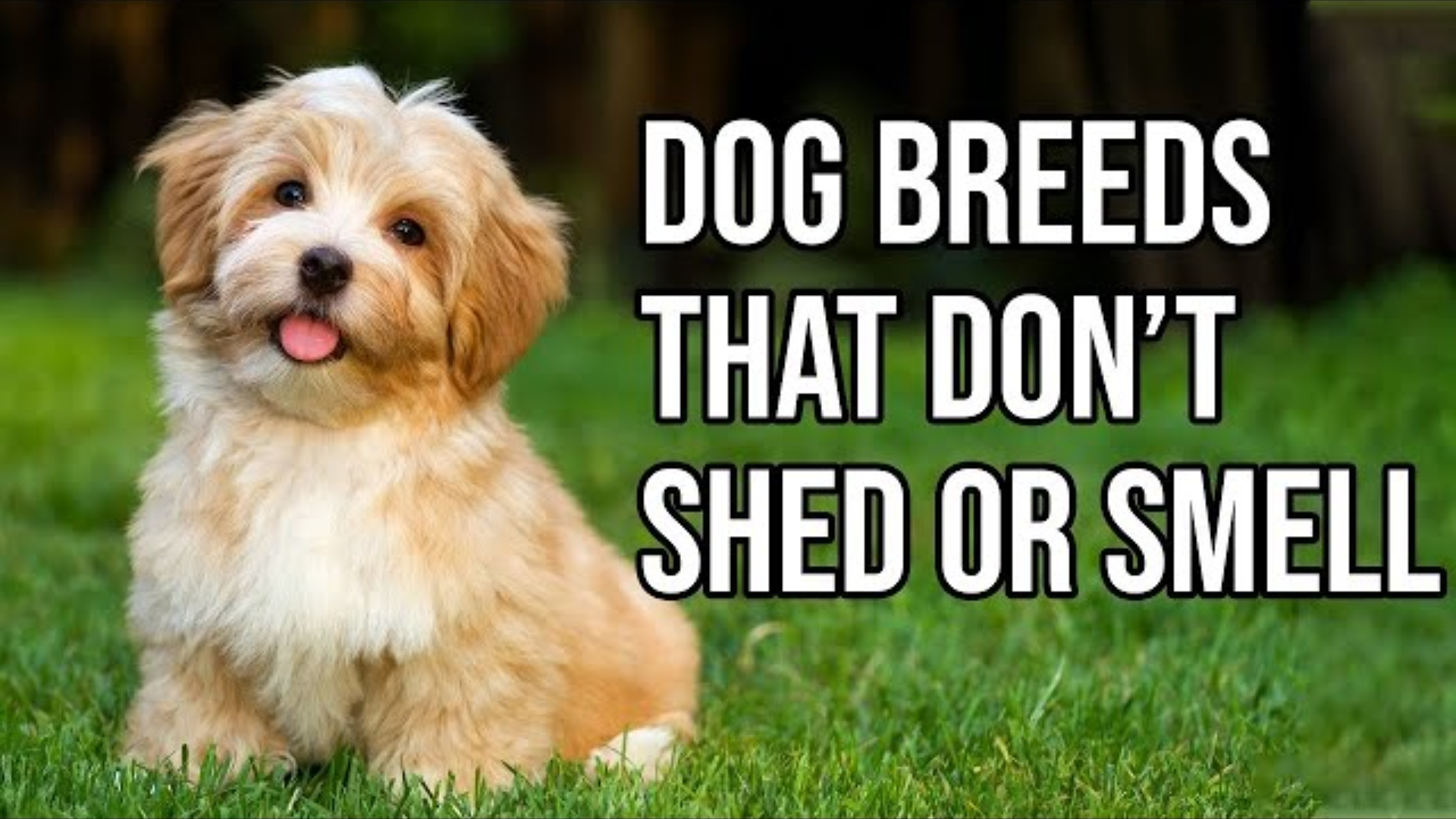 Top 10 Small Dog Breeds That Don't Shed