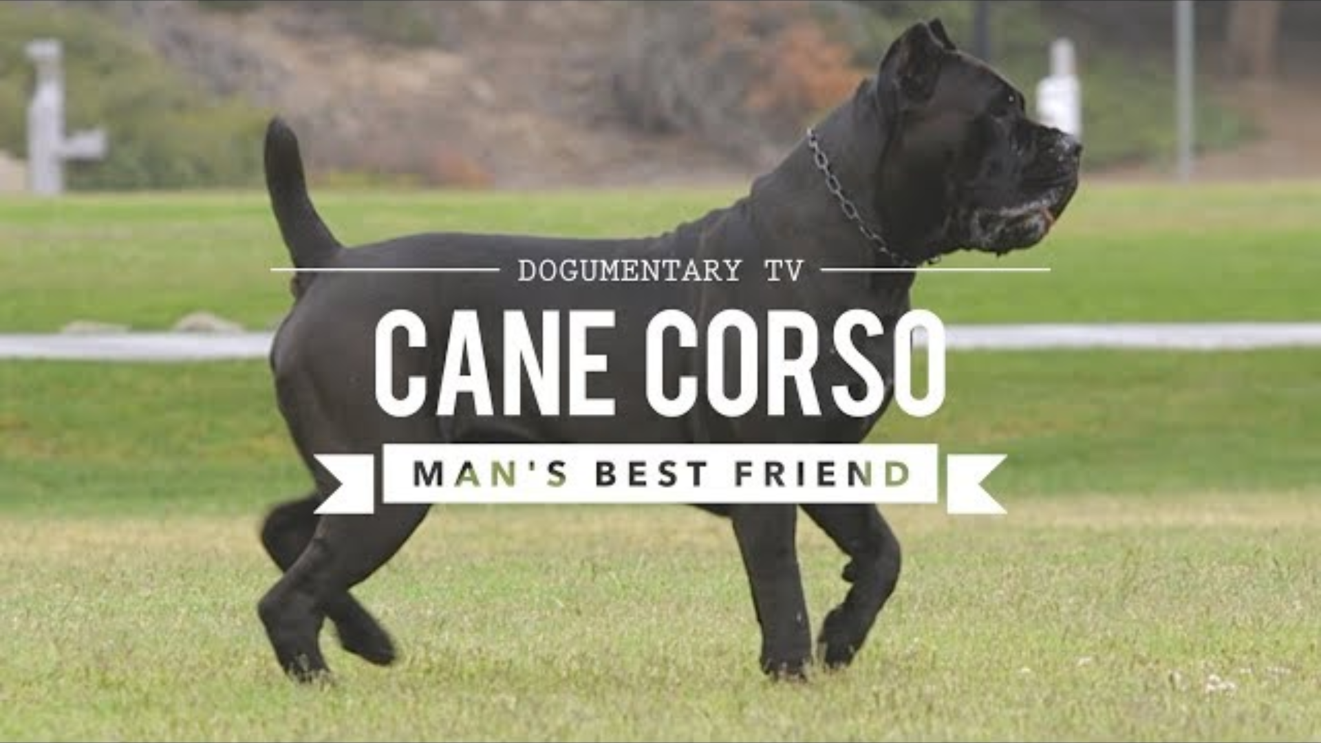 Cane Corso: Man’s Best Friend
